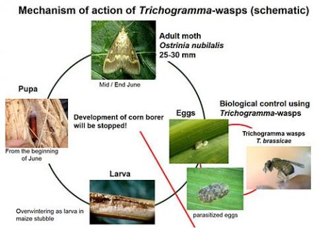 Trichogramma parasitic wasps – AMW Nützlinge